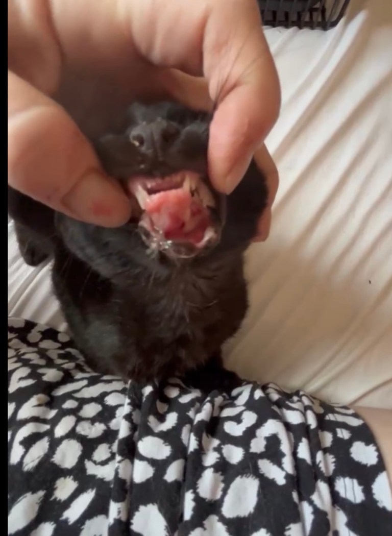 About Us and Our Chihuahuas